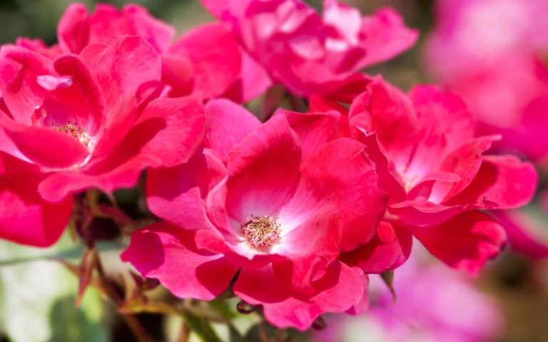 Knockout Rose Guide: Tips for Growing Knockout Roses - Garden Lovers Club