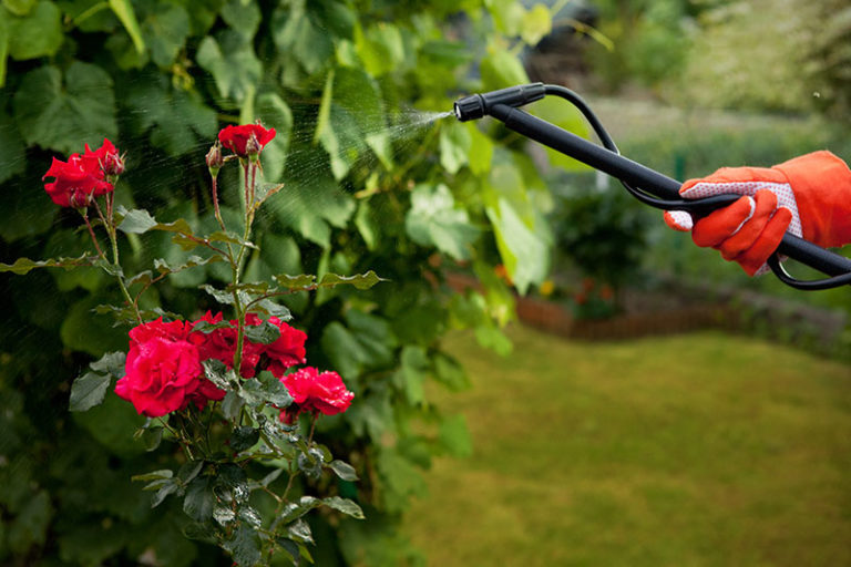 Rose Soil Guide: Preparing Your Soil for Planting Rose Bushes - Garden ...