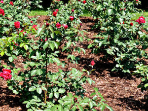Choosing The Best Mulch for Roses