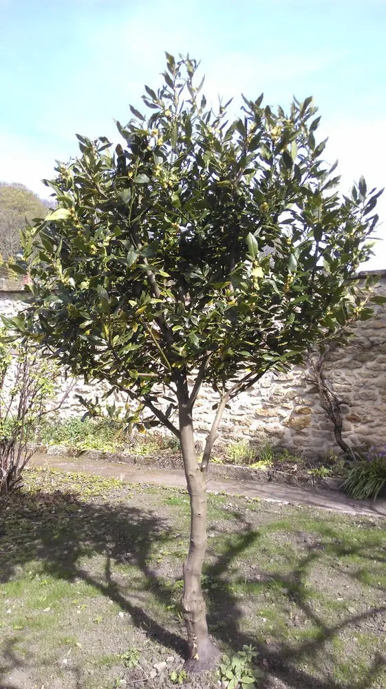 15 Fruitful and Flowery Trees that Grow Great in Containers - Garden ...