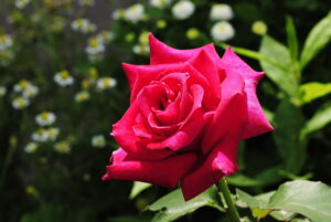 Growing Guide: Tips for Growing Drift Rose - Garden Lovers Club
