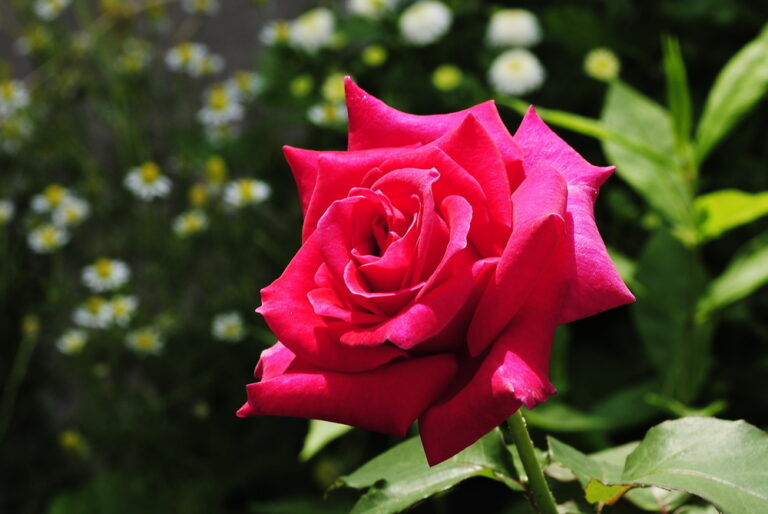 Rose Soil Guide: Preparing Your Soil for Planting Rose Bushes - Garden ...