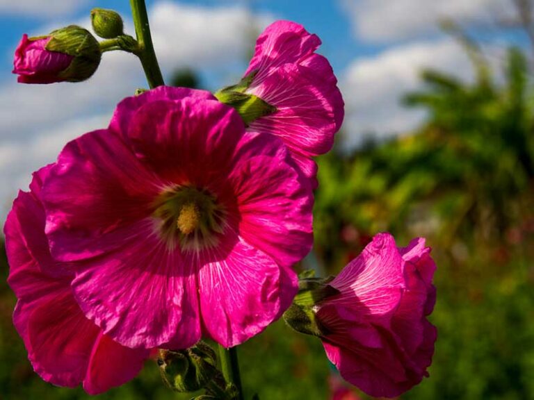The Different Types of Hollyhocks (Varieties) - Garden Lovers Club