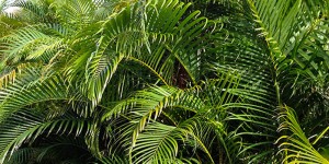 Areca Palm Care: Complete Guide On Growing Areca Palm - Garden Lovers Club