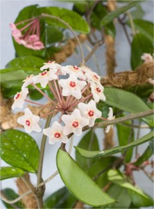 Hoya Plant Care: Tips On Care and Maintenance
