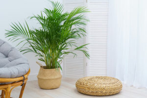 Areca Palm Care: Complete Guide On Growing Areca Palm - Garden Lovers Club