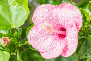Hibiscus Tree Care: Complete Guide on Growing Hibiscus