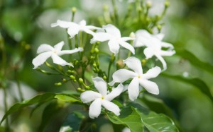 10 Different Types of Jasmine Plants (Photos) - Garden Lovers Club