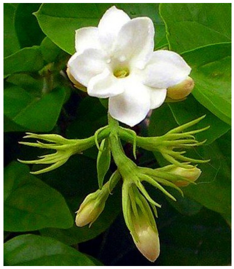 Jasmine Plant Care: How to Care for Jasmine Plants - Garden Lovers Club