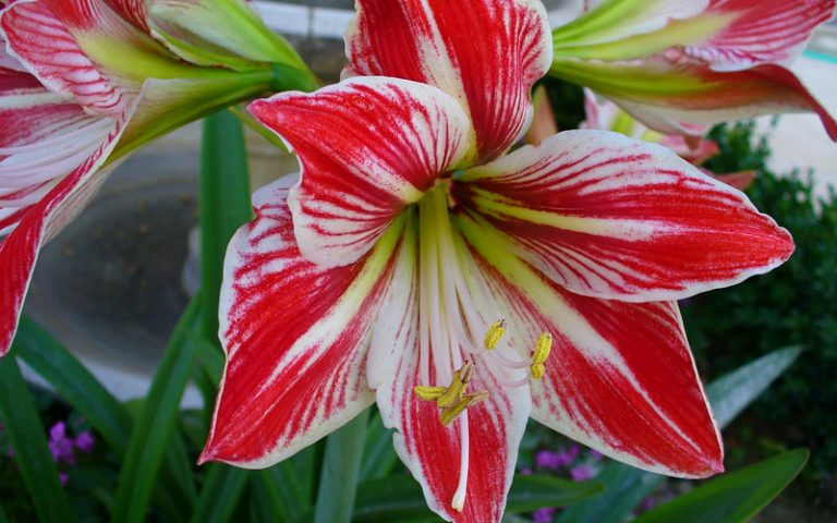 10 Tips for Growing Amaryllis Indoors - Garden Lovers Club