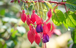 9 Gorgeous Different Types of Fuchsia Plants - Garden Lovers Club