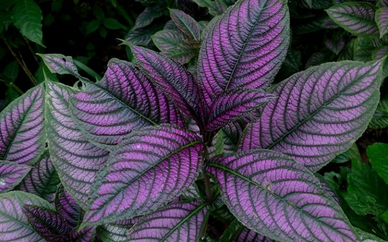 How to Grow and Care for Persian Shield Plants - Garden Lovers Club
