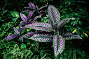 How to Grow and Care for Persian Shield Plants - Garden Lovers Club