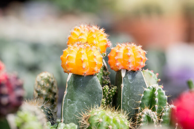 How to Grow and Care For Moon Cactus - Garden Lovers Club