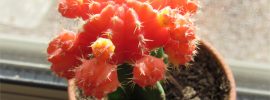 How to Grow and Care For Moon Cactus - Garden Lovers Club