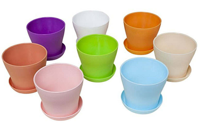 Balloon Flower: How to Grow and Care for Balloon Flowers