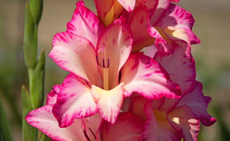 Gladiolus Plant Guide: How to Grow and Care for Gladiolus Flower