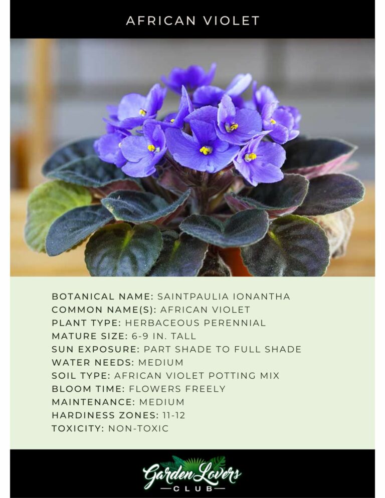 10 Tips for Caring for African Violets - Garden Lovers Club