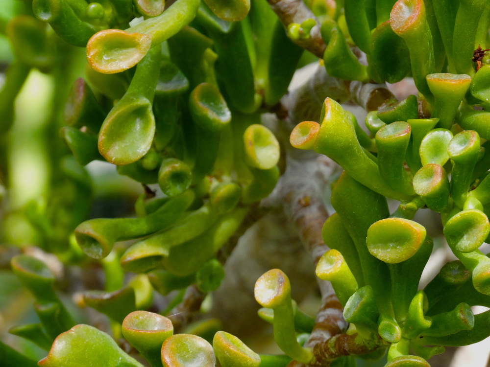 Hobbit Jade Plant Guide: Tips on How to Grow - Garden Lovers Club