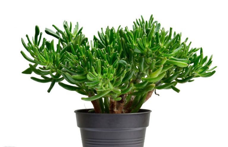 Hobbit Jade Plant Guide: Tips on How to Grow - Garden Lovers Club