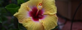 Hibiscus Tree Care: Complete Guide on Growing Hibiscus