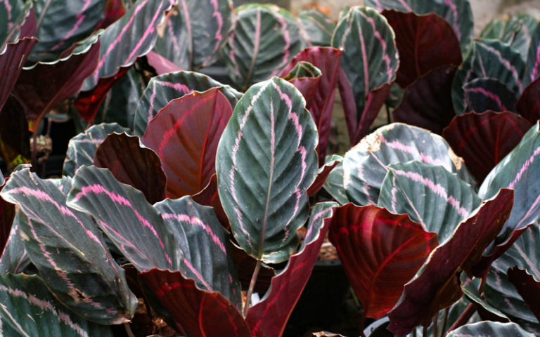 Calathea Plant Care Guide: Tips for Growing - Garden Lovers Club