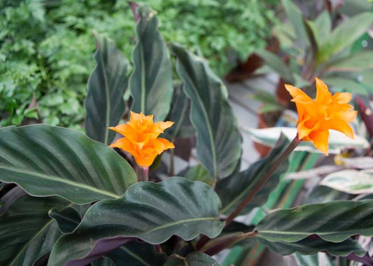 Calathea Plant Care Guide: Tips for Growing - Garden Lovers Club
