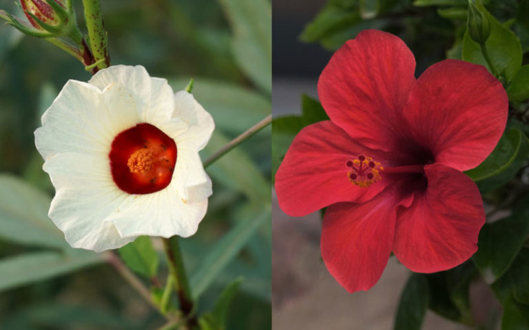 Hibiscus Tree Care: Complete Guide on Growing Hibiscus
