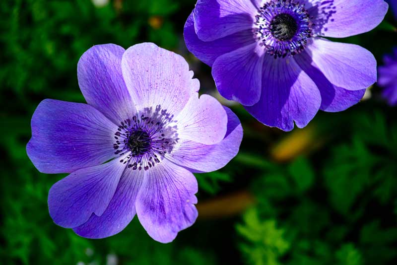 Purple Spring Flowers