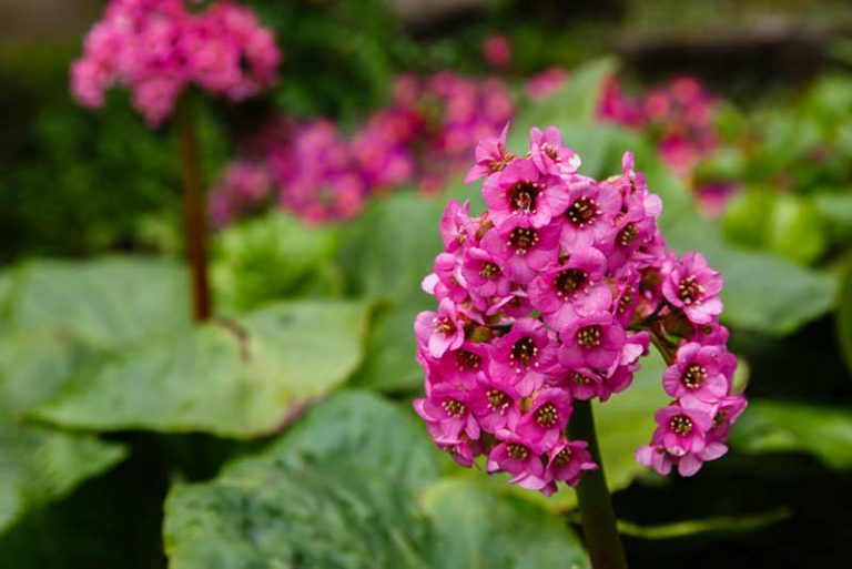 14 Best Red Perennials For Your Garden - Garden Lovers Club