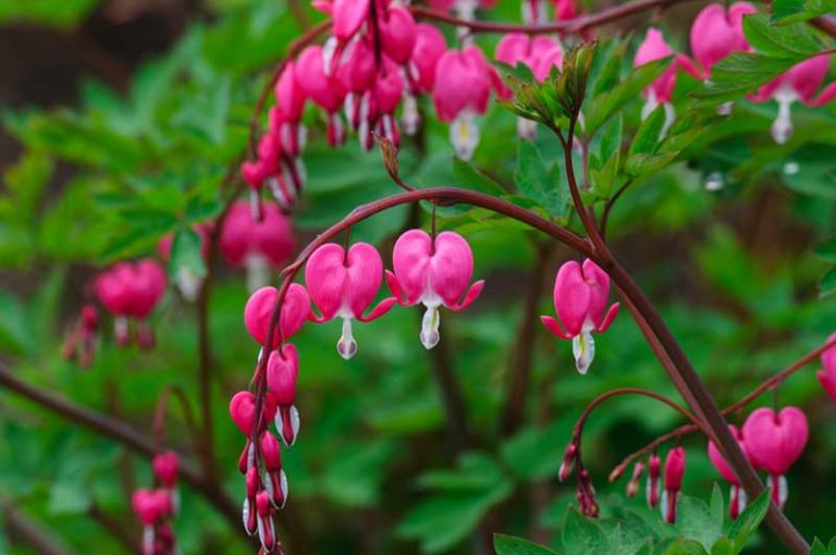 14 Best Red Perennials For Your Garden - Garden Lovers Club