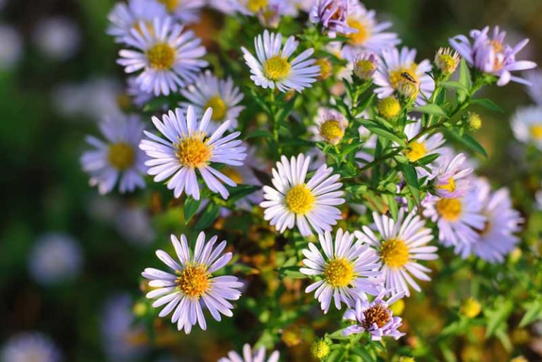 17 Full Sun Perennials for Your Garden (Photos) - Garden Lovers Club