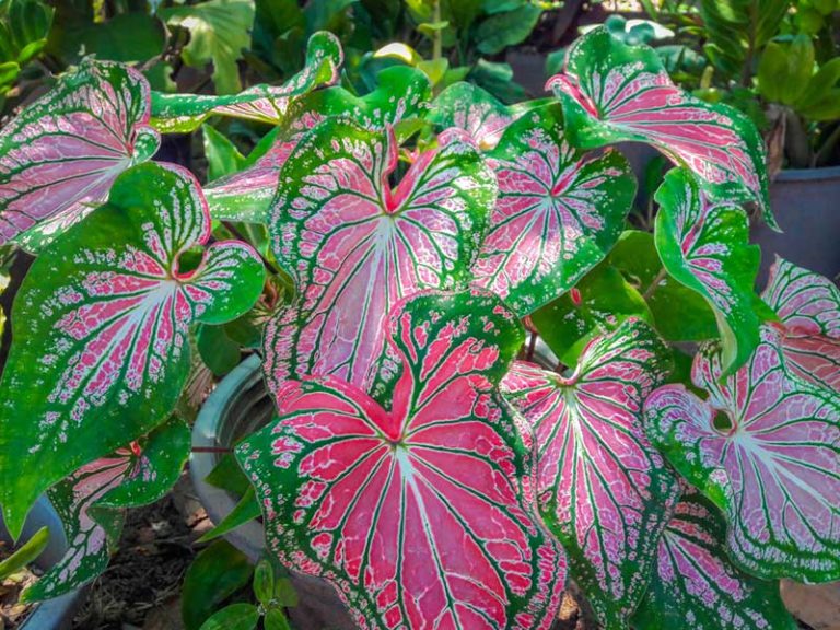 Growing Caladium: Complete Plant Care Guide - Garden Lovers Club
