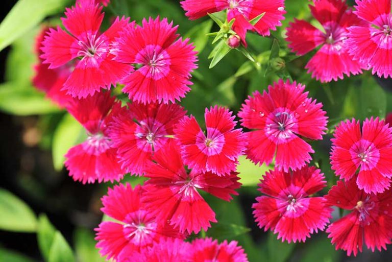 14 Best Red Perennials For Your Garden - Garden Lovers Club