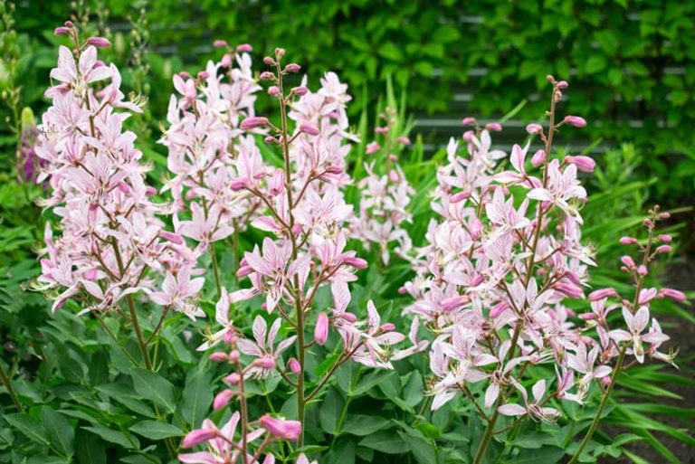 17 Full Sun Perennials for Your Garden (Photos) - Garden Lovers Club