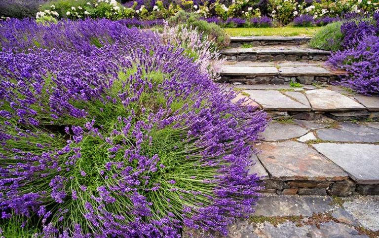 12 Perfect Plants for Walkways (Photos) - Garden Lovers Club