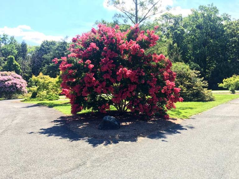 15 Fast Growing Privacy Shrubs & Bushes - Garden Lovers Club