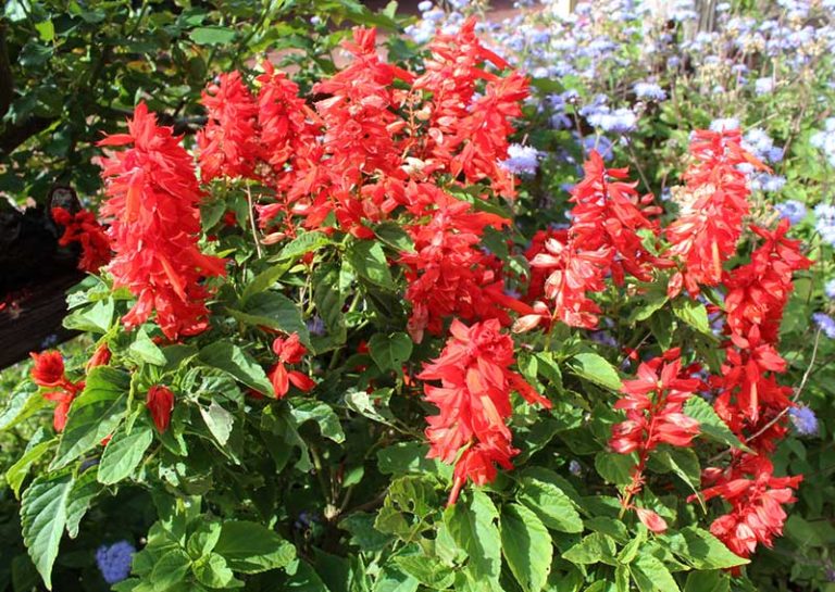 14 Best Red Perennials For Your Garden - Garden Lovers Club