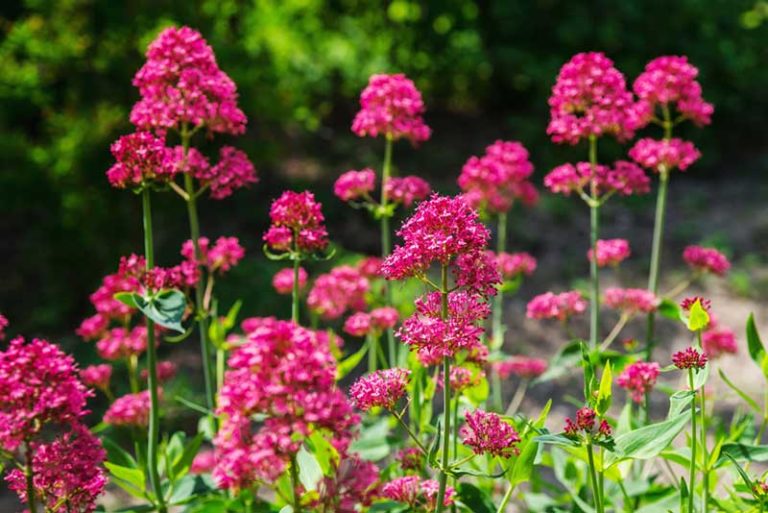 14 Best Red Perennials For Your Garden - Garden Lovers Club