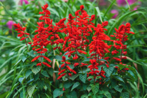 14 Best Red Perennials For Your Garden - Garden Lovers Club