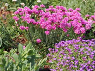 Growing Guide: Tips for Growing Sea Thrift - Garden Lovers Club
