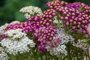 Growing Guide: How to Grow and Care for Yarrow - Garden Lovers Club