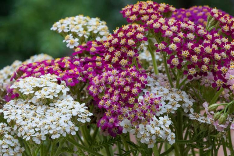 17 Perfect Texas Perennials (North and South Texas) - Garden Lovers Club