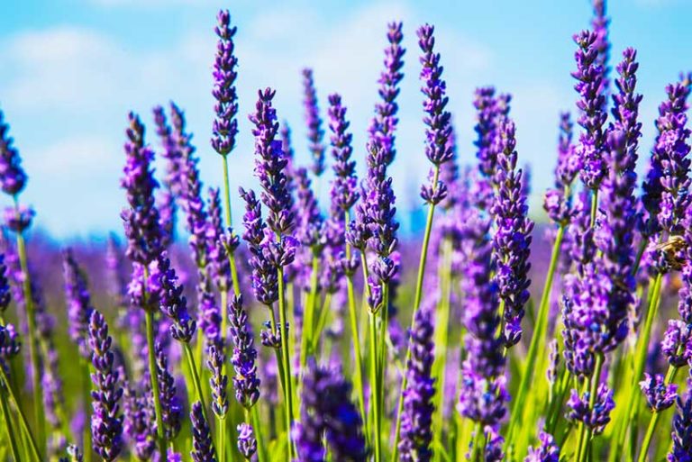 33 Gorgeous Purple Perennials (With Photos) - Garden Lovers Club