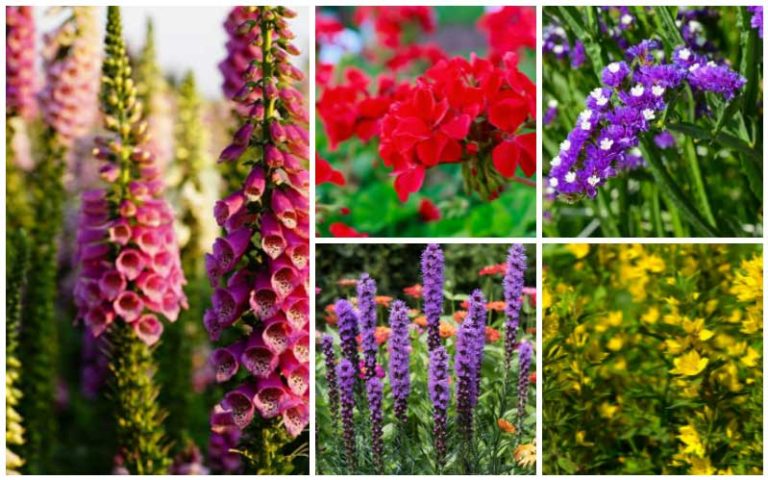 11 Awesome Evergreen Perennials (Photos) - Garden Lovers Club