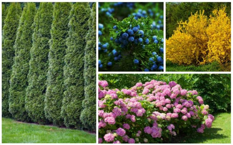 12 Fantastic Deer Resistant Shrubs - Garden Lovers Club