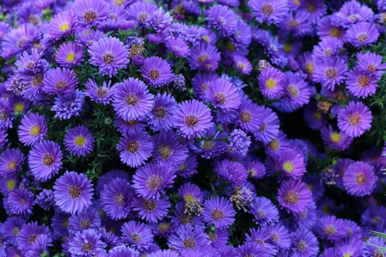33 Gorgeous Purple Perennials (With Photos) - Garden Lovers Club