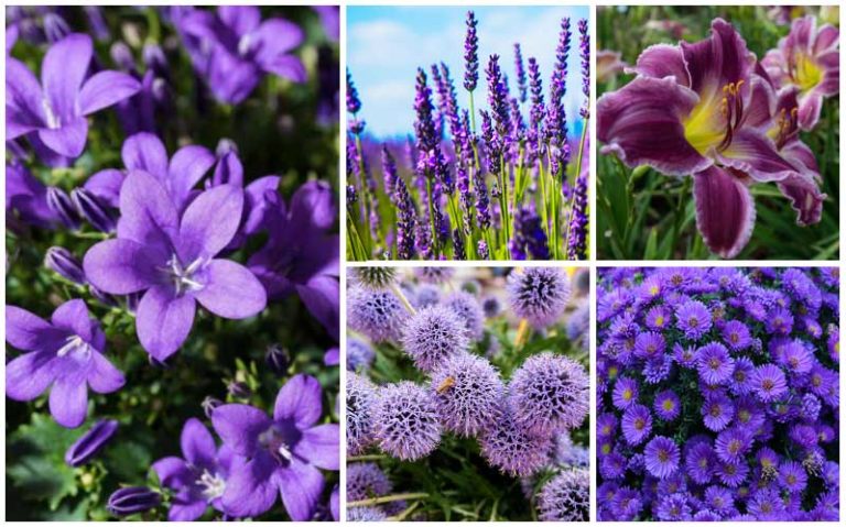 9 Perfect Perennials That Grow Well in Utah - Garden Lovers Club