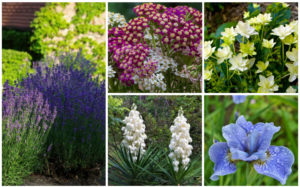 15 Rabbit Resistant Perennials (Photos) - Garden Lovers Club