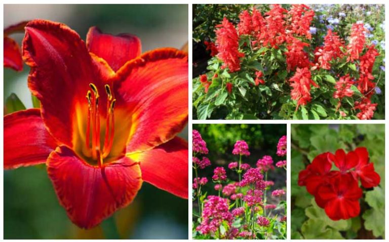 14 Best Red Perennials For Your Garden - Garden Lovers Club